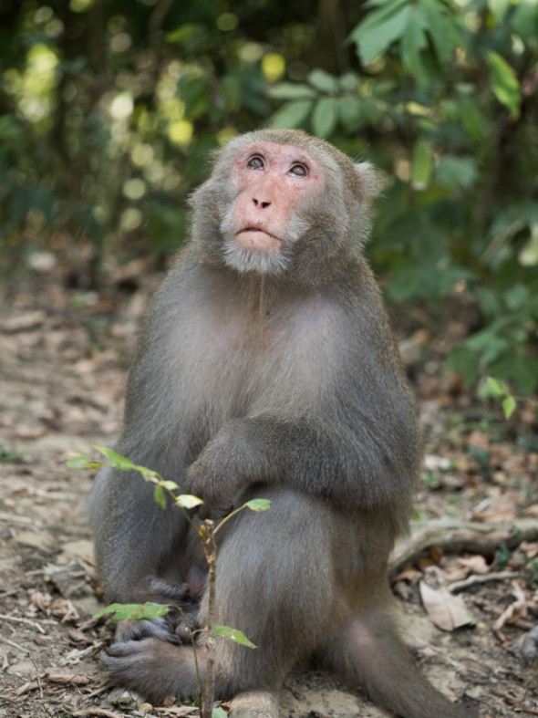 Monkey Looking up | Peter Tsai Photography Blog